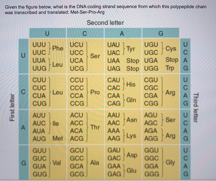 Solved Given the figure below, what is the DNA coding strand | Chegg.com