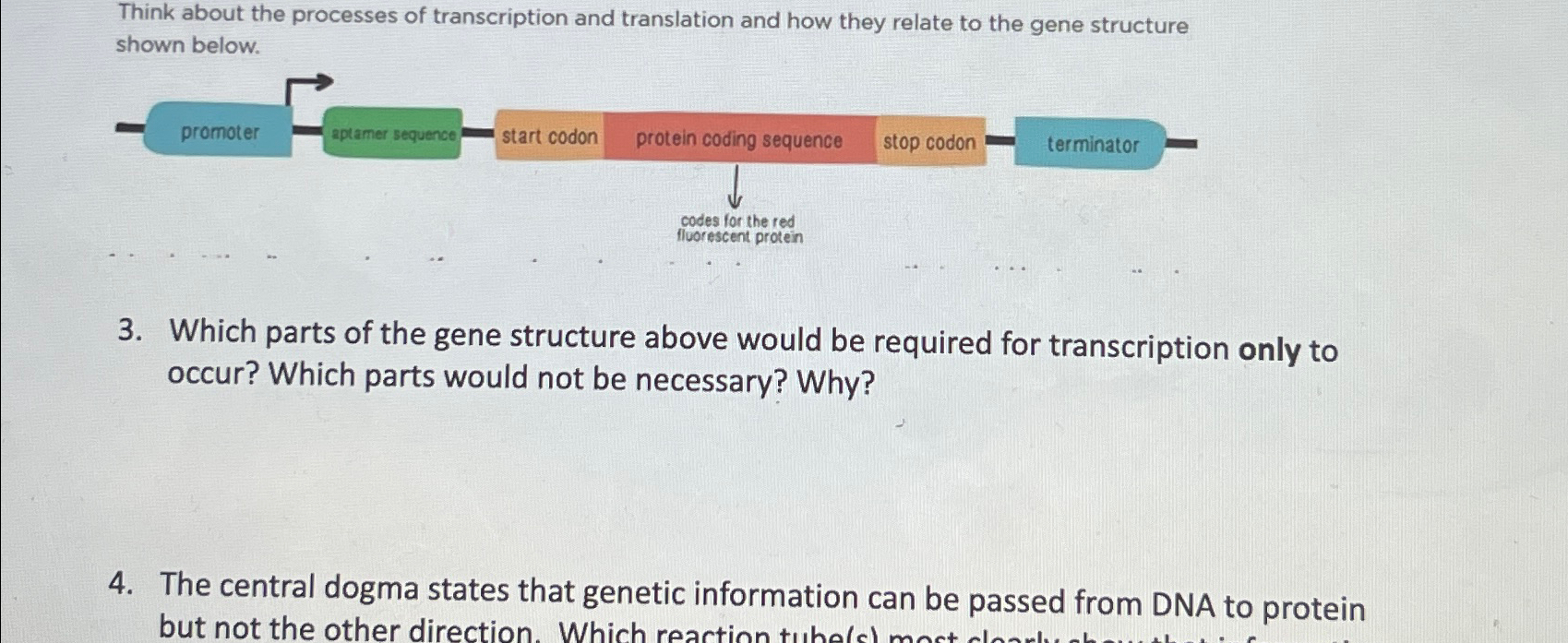 Solved Think about the processes of transcription and | Chegg.com