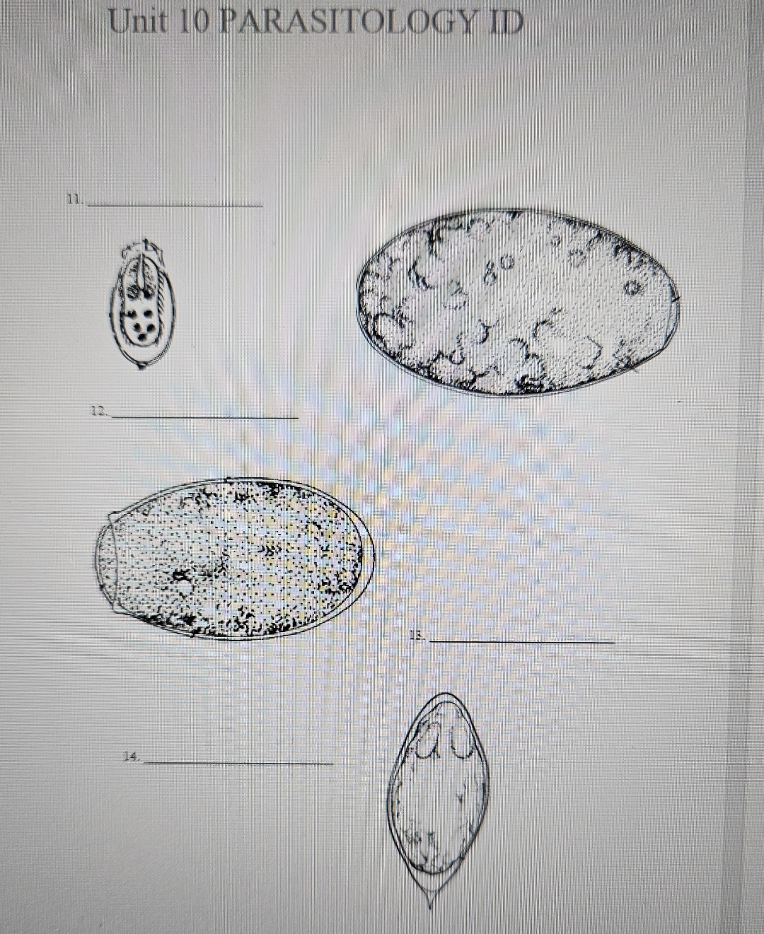 Solved Unit 10 ﻿PARASITOLOGY ID11.12.14. | Chegg.com