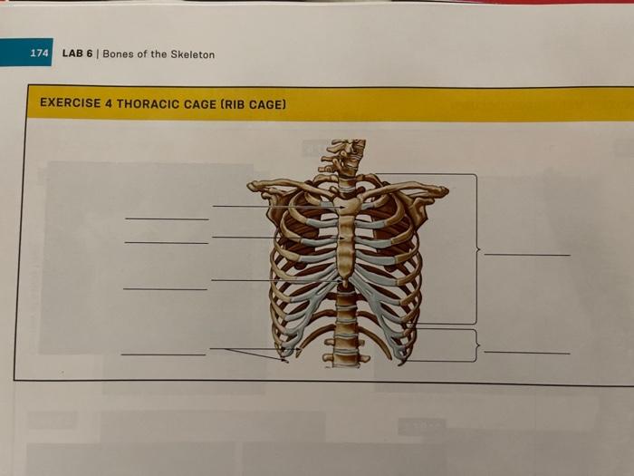 Solved (2001) Refer to the diagram of the human rib cage in | Chegg.com