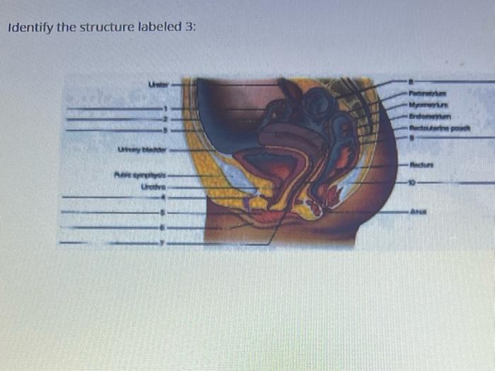 Solved Identify the structure labeled 3 :Identify the | Chegg.com
