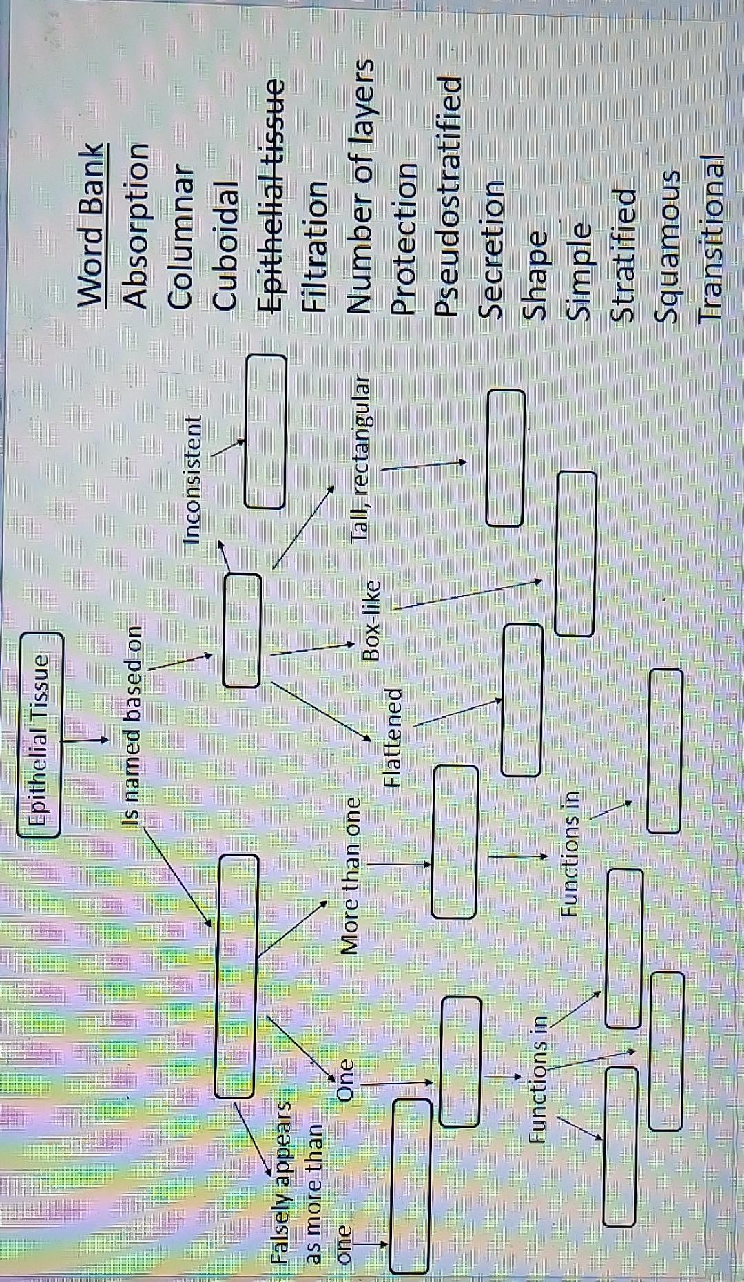 Solved Epithelial Tissue Word Bank Absorption Columnar | Chegg.com
