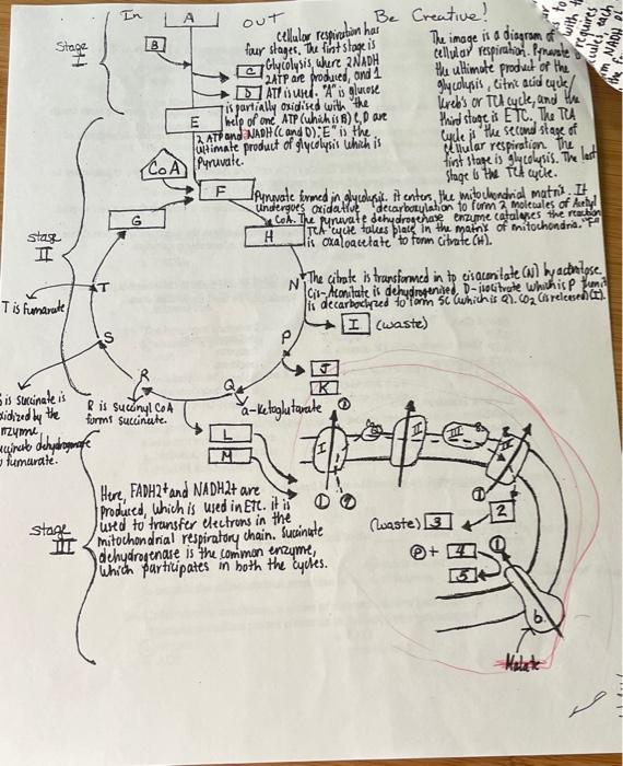 Solved please add all 18 enzymes to the diagram. Where do | Chegg.com
