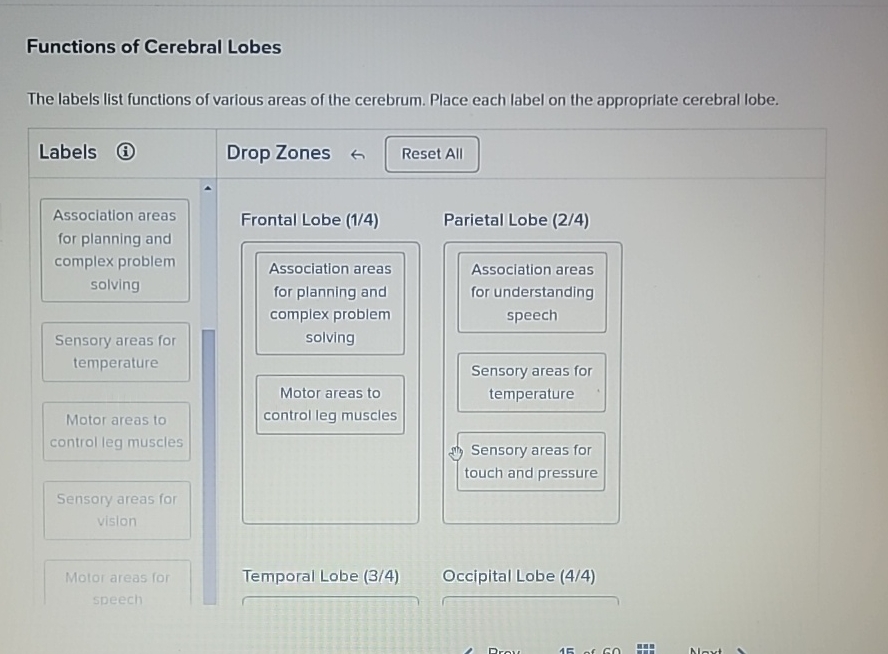 Solved Functions of Cerebral LobesThe labels list functions | Chegg.com