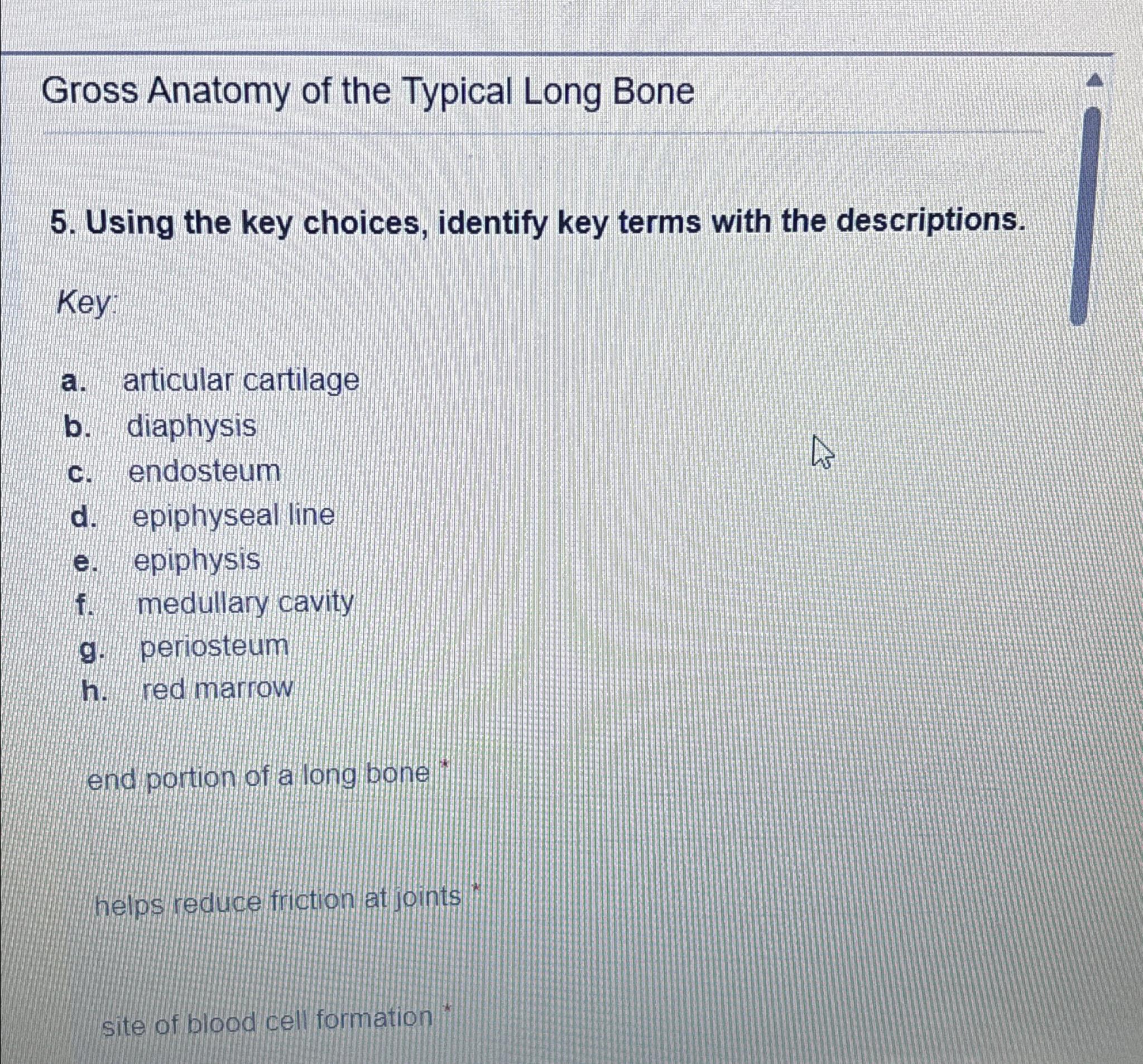 Solved Gross Anatomy of the Typical Long Bone5. ﻿Using the | Chegg.com