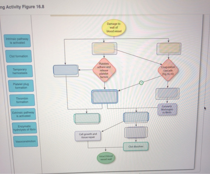 Solved Art-labeling Activity Figure 16.8 Label the steps | Chegg.com