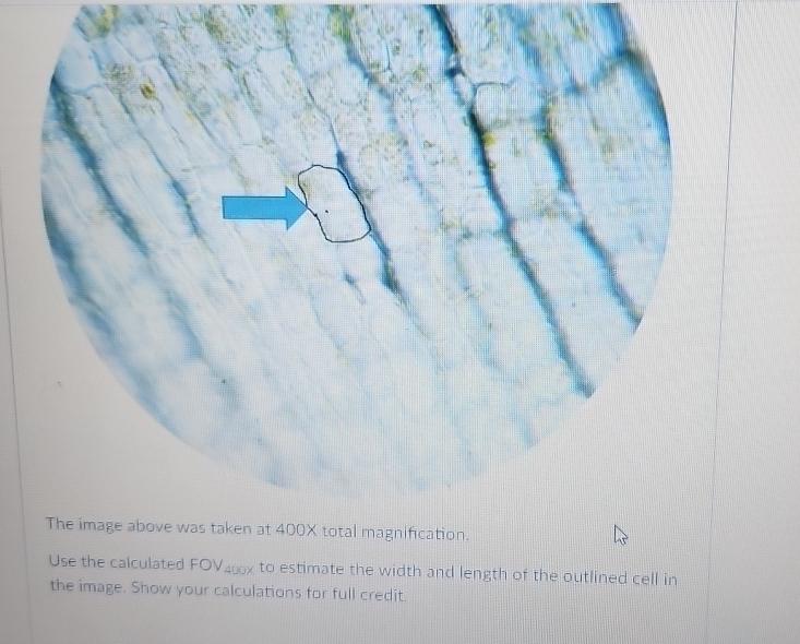 Solved The image above was taken at 400× ﻿total | Chegg.com