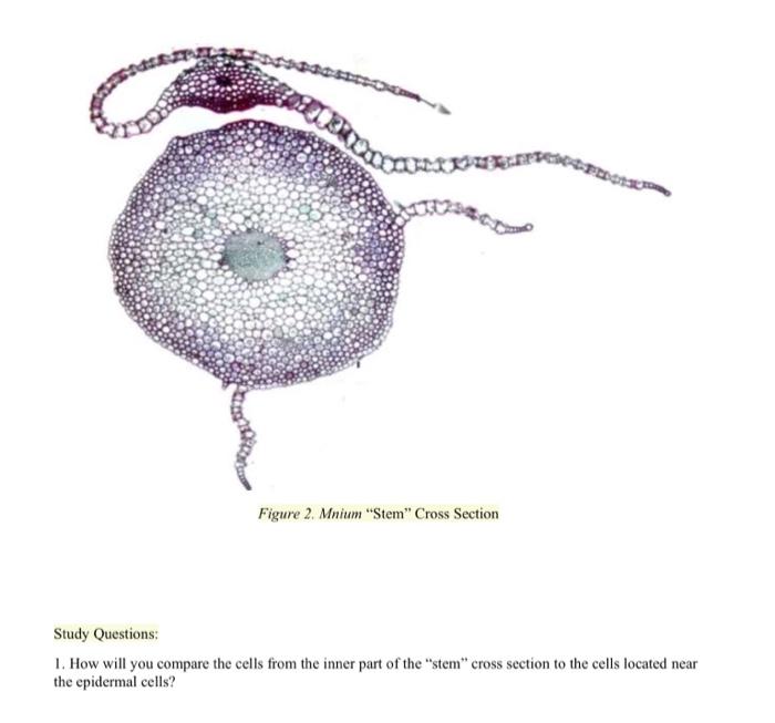 Solved TIFICATE Figure 2. Mnium "Stem" Cross Section Study | Chegg.com