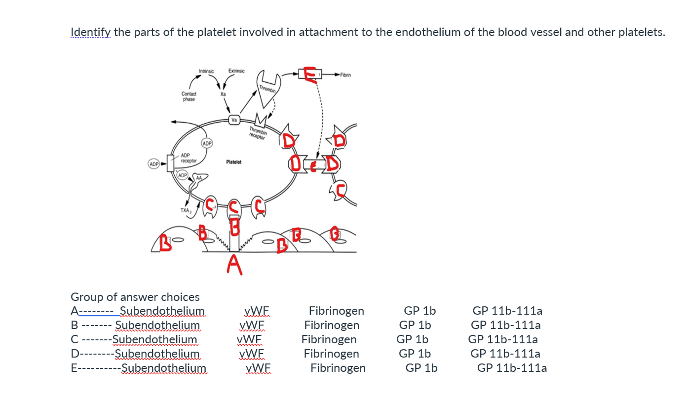 Solved Identify the parts of the platelet involved in | Chegg.com