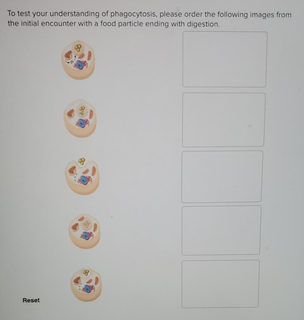 Solved To test your understanding of phagocytosis, please | Chegg.com
