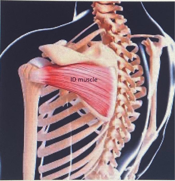 Solved ID muscle | Chegg.com