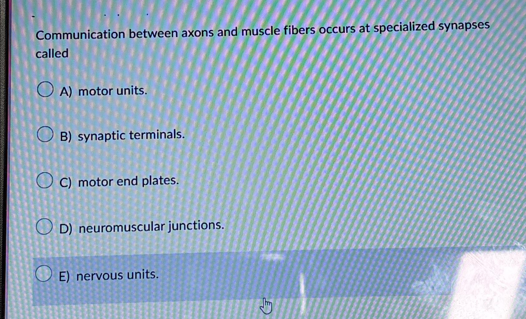 Solved Communication between axons and muscle fibers occurs | Chegg.com