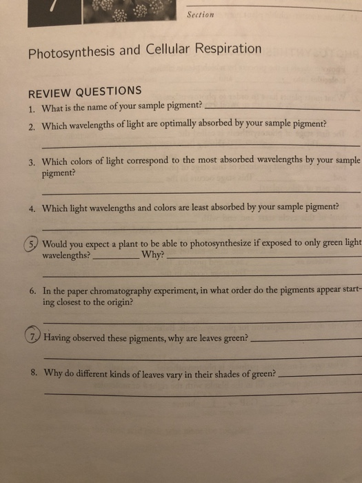 Solved Section Photosynthesis and Cellular Respiration | Chegg.com