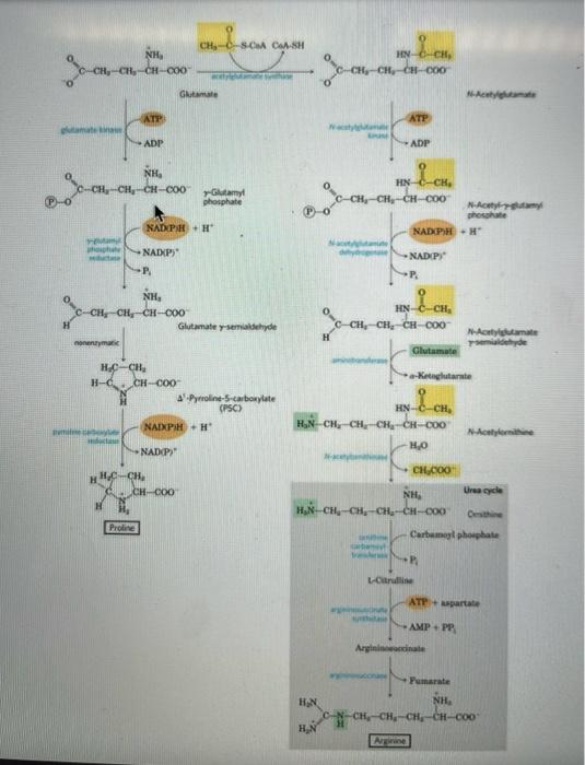 The figure below shows the pathways for proline and | Chegg.com
