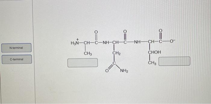 Solved Lab the N-terminus and the C-terminus for each of the | Chegg.com