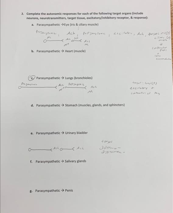 Solved Preganglionic neuron Relative length: Lors Origin: | Chegg.com