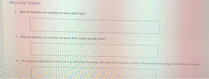 Solved Muscular System 1. How do beetles use muscles to move | Chegg.com