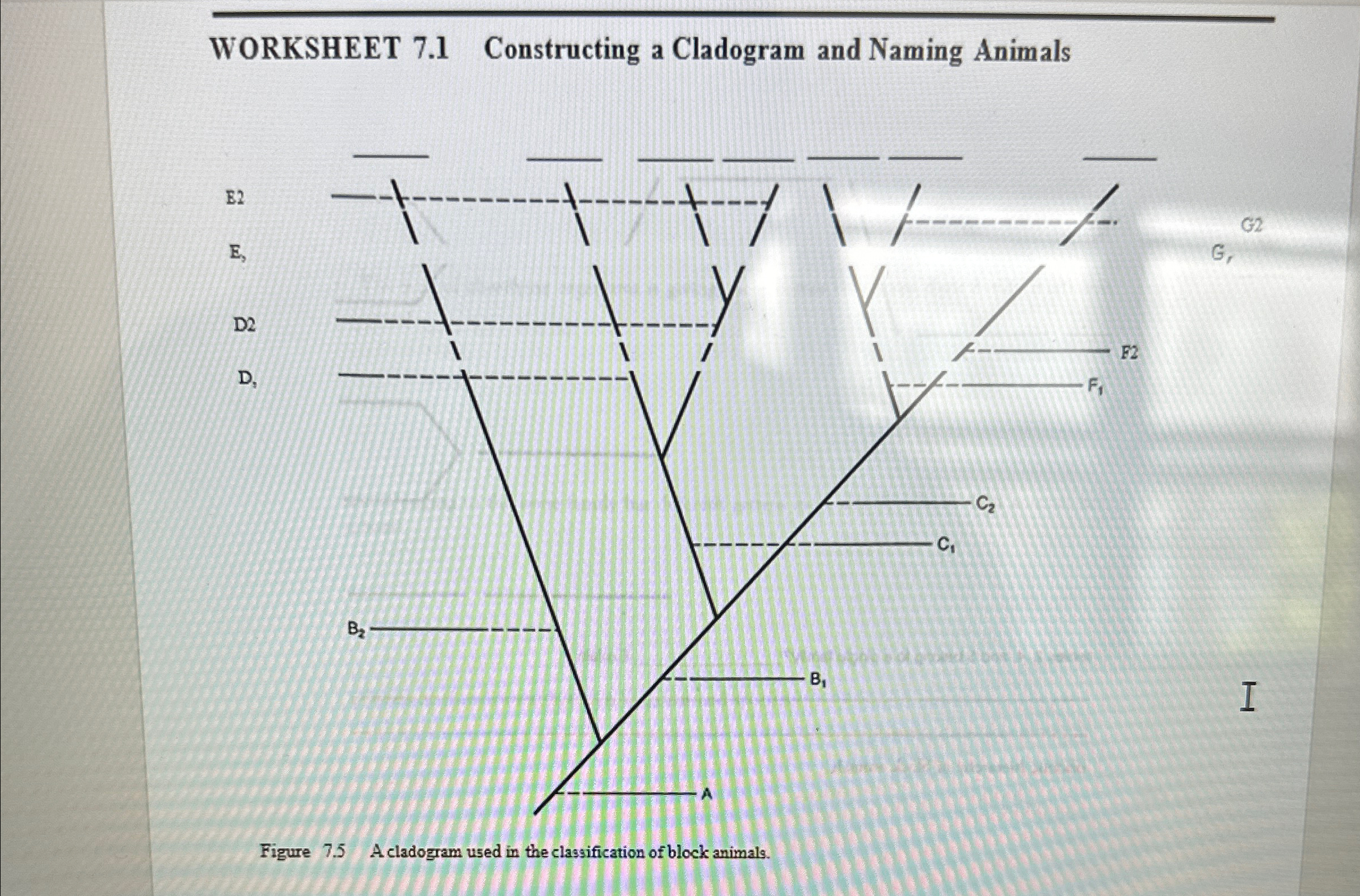 WORKSHEET 7.1 ﻿Constructing a Cladogram and Naming | Chegg.com