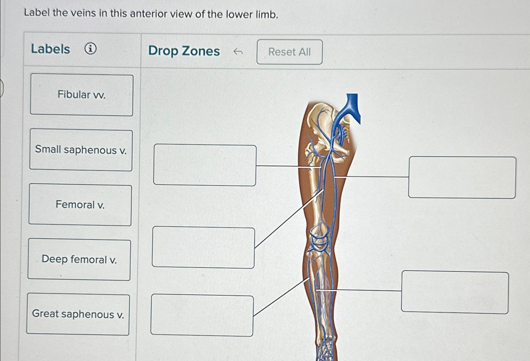 Solved Label the veins in this anterior view of the lower | Chegg.com