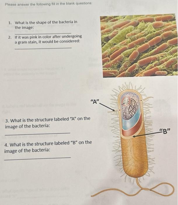 Solved Please answer the following fill in the blank | Chegg.com