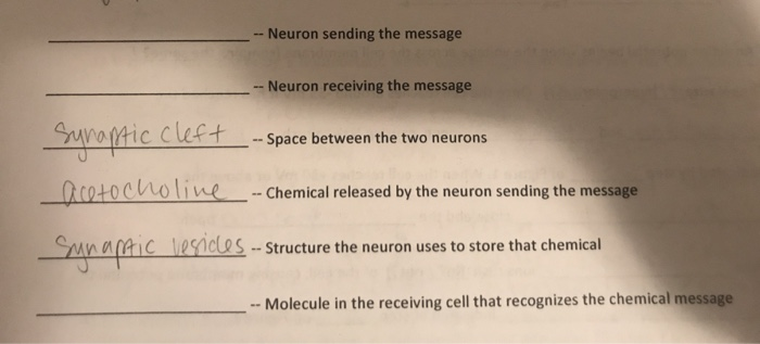 Solved -- Neuron sending the message -- Neuron receiving the | Chegg.com