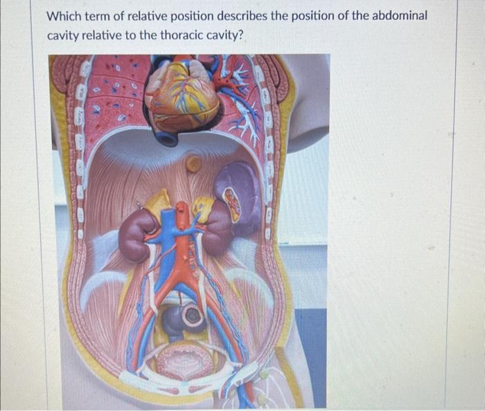 Solved Which term of relative position describes the | Chegg.com