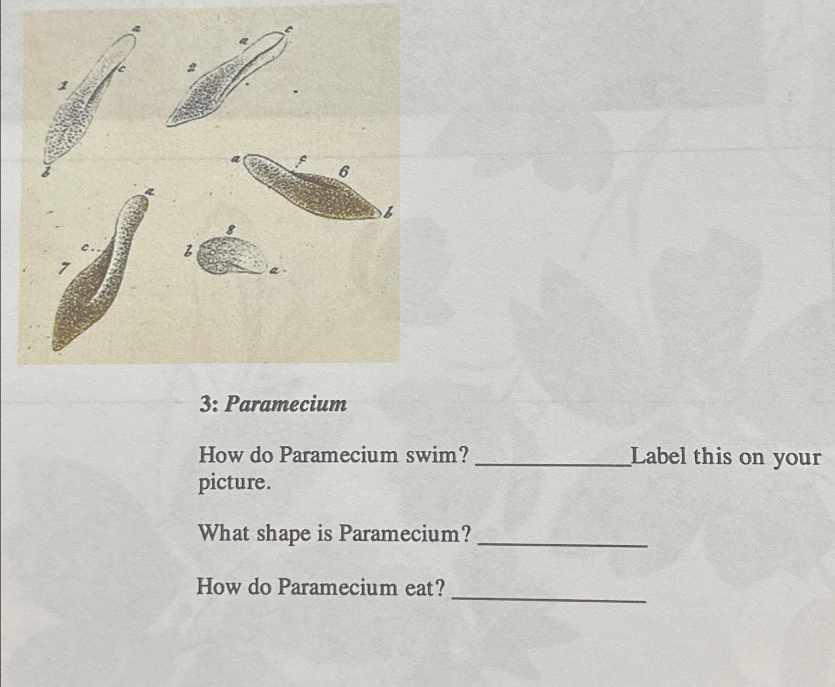 Solved 63: ParameciumHow do Paramecium swim? Label this on | Chegg.com