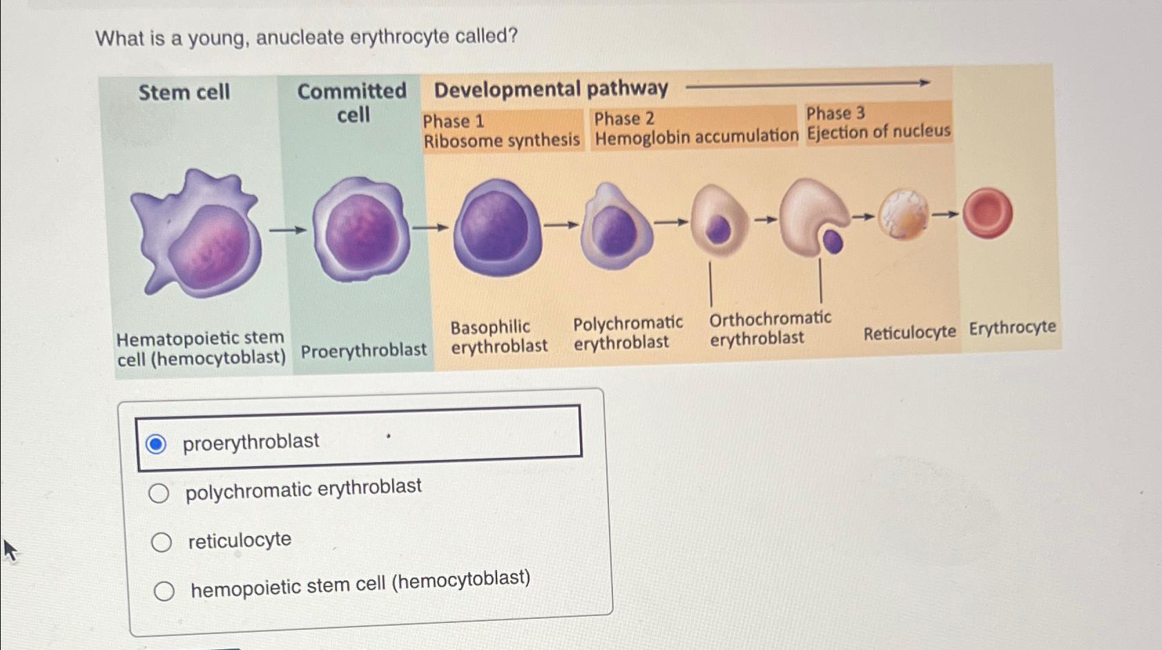 Solved What is a young, anucleate erythrocyte | Chegg.com