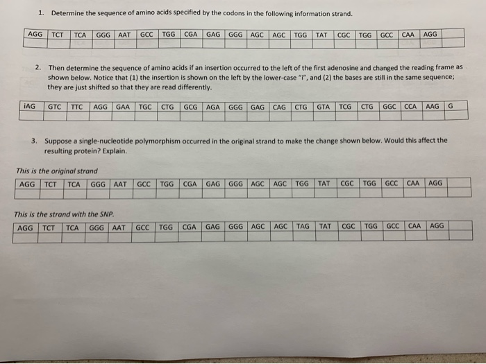 Solved 1 Determine the sequence of amino acids specified by | Chegg.com