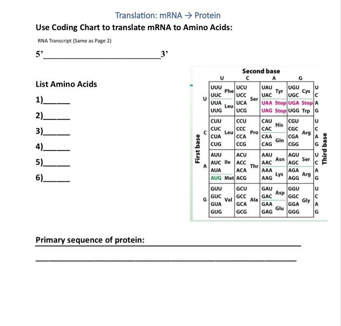 Solved Use Coding Chart to translate mRNA to Amino Acids: | Chegg.com