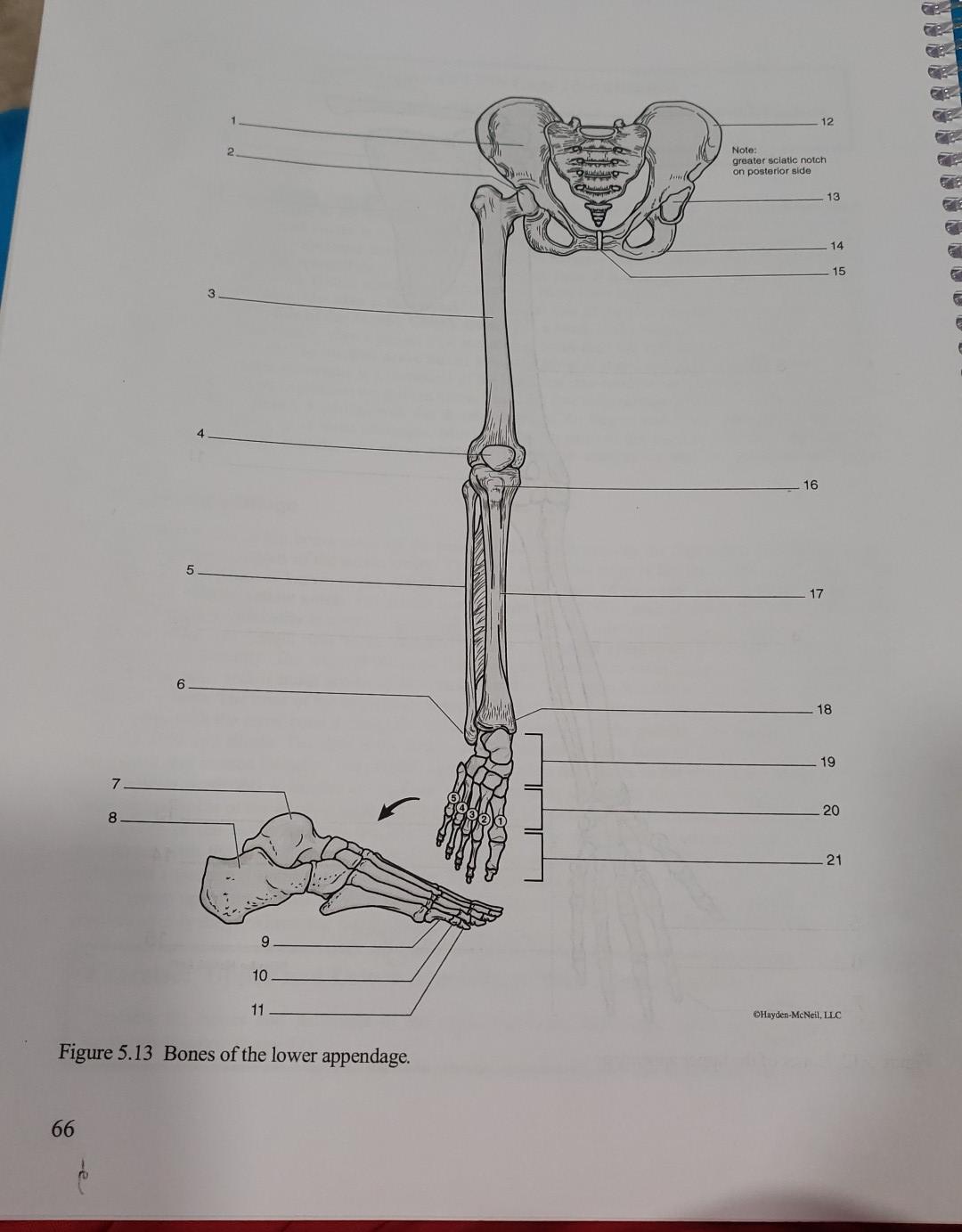 Solved Figure 5.13 Bones of the lower appendage.11 13 12 14 | Chegg.com