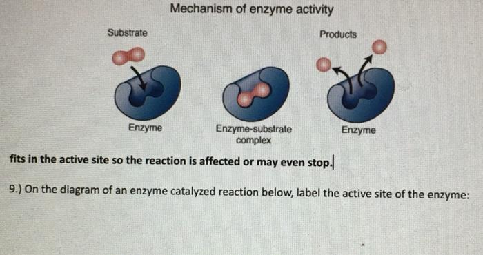 Solved Mechanism of enzyme activity Substrate Products | Chegg.com