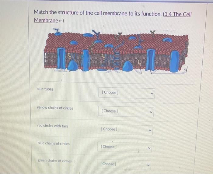 Solved Match the structure of the cell membrane to its | Chegg.com