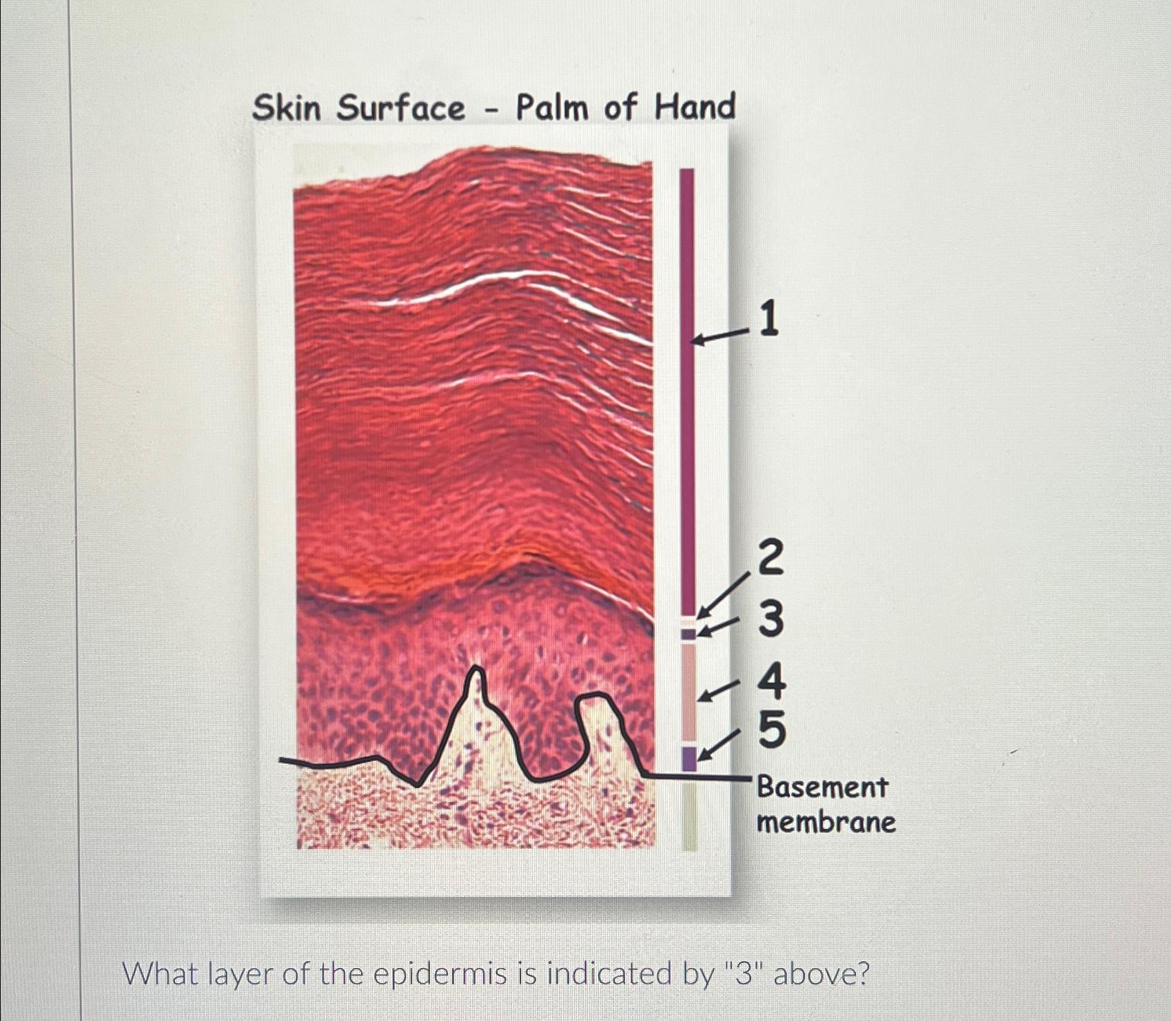Solved Skin Surface - ﻿Palm of HandWhat layer of the | Chegg.com