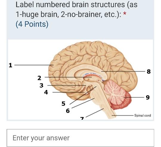 Solved Label numbered brain structures (as 1-huge brain, | Chegg.com