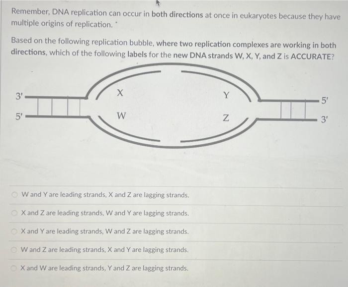 Solved Remember, DNA replication can occur in both | Chegg.com