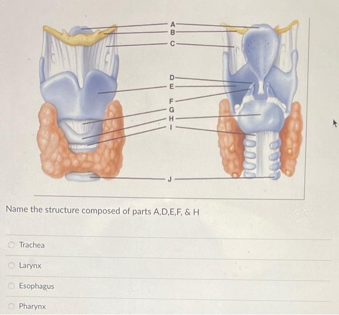 Solved Identify: thyroid cartilage cricoid cartilage trachea | Chegg.com
