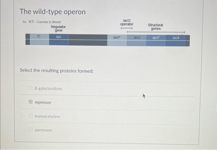 Solved The wild-type operon Select the resulting proteins | Chegg.com