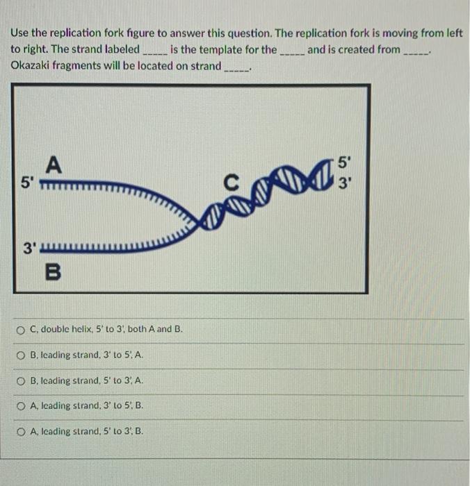 Solved Use the replication fork figure to answer this | Chegg.com