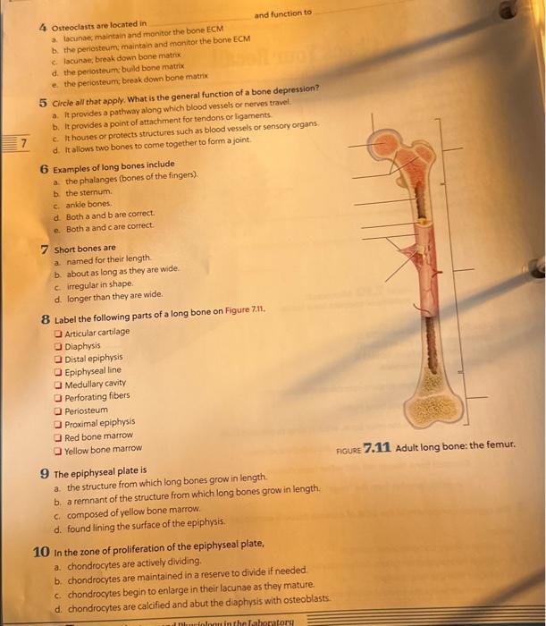 Solved fiGURE 7.10 Microscopil anatomy of compact bone 2 | Chegg.com