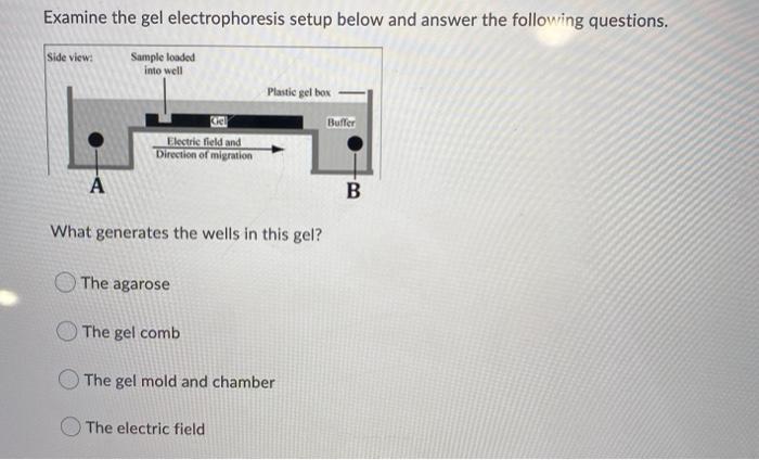 Solved Examine the gel electrophoresis setup below and | Chegg.com