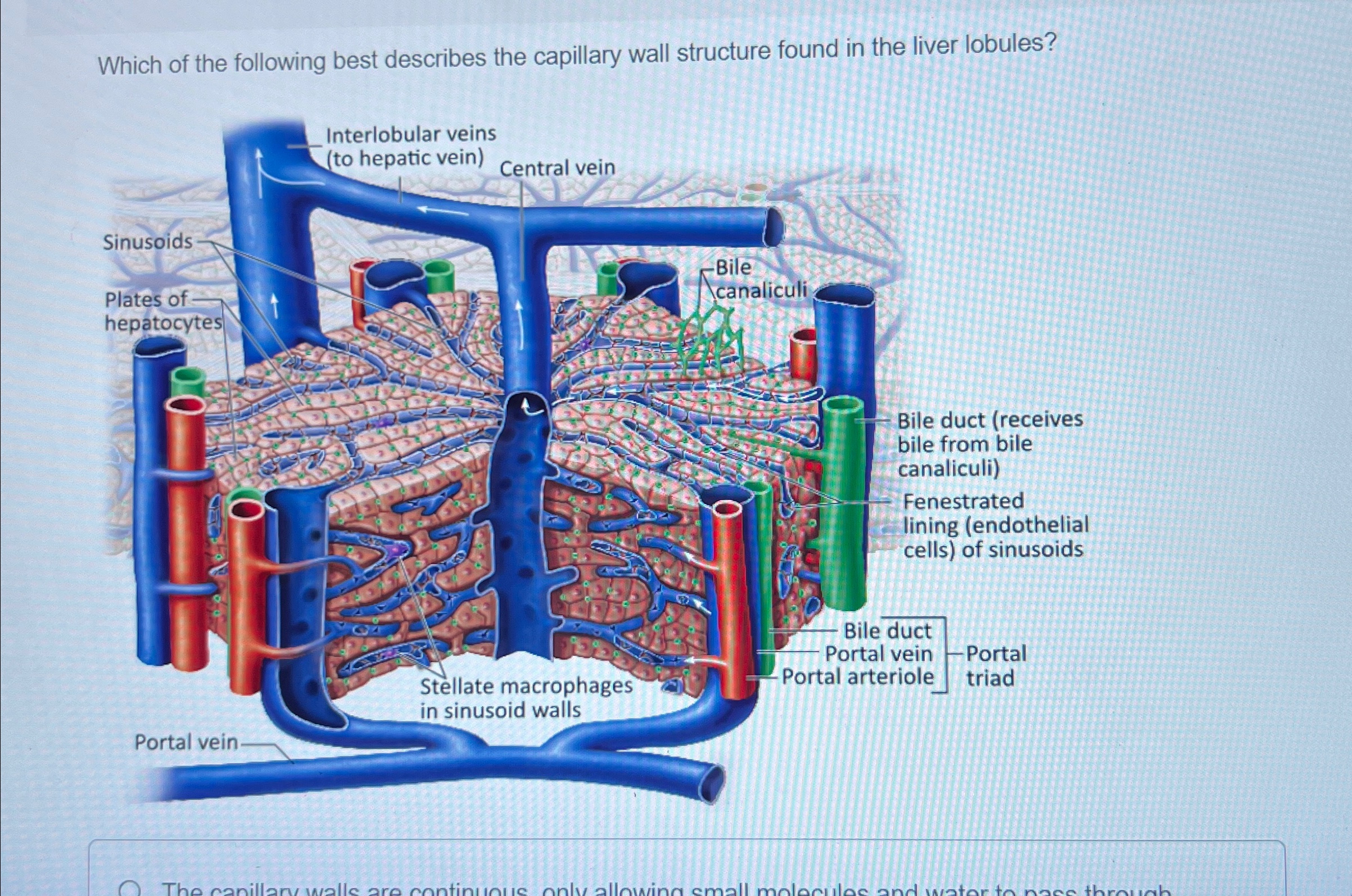 Solved Which of the following best describes the capillary | Chegg.com