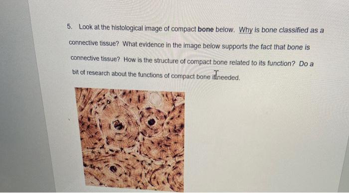 Solved 5. Look at the histological image of compact bone | Chegg.com