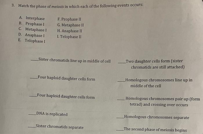 Solved 3. Match the phase of meiosis in which each of the | Chegg.com