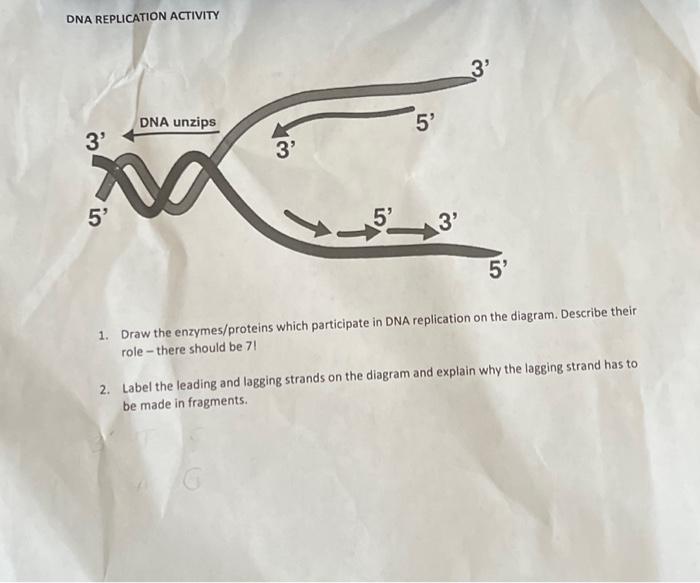 [Solved]: DNA REPLICATION ACTIVITY 1. Draw the enzymes/prot