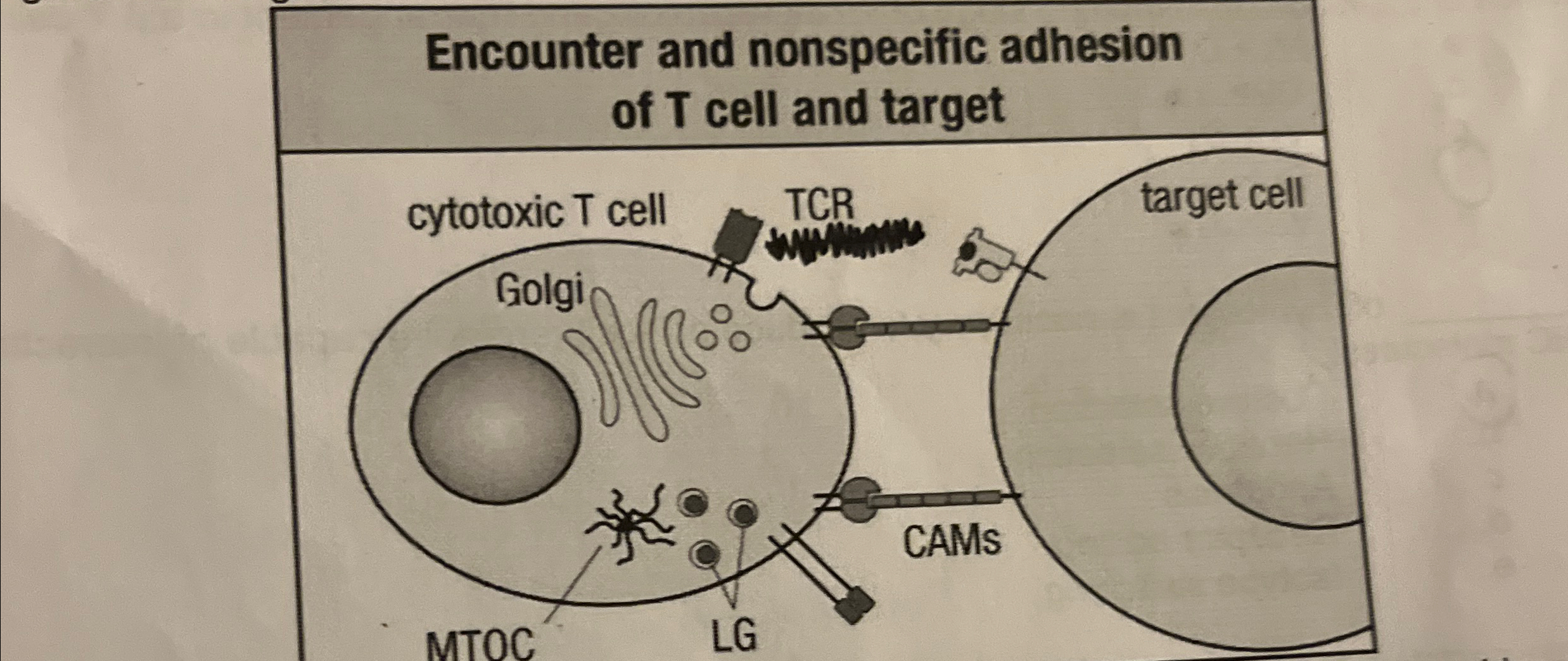 Solved The t cell receptor on the factor CD 8 ﻿cell shown in | Chegg.com