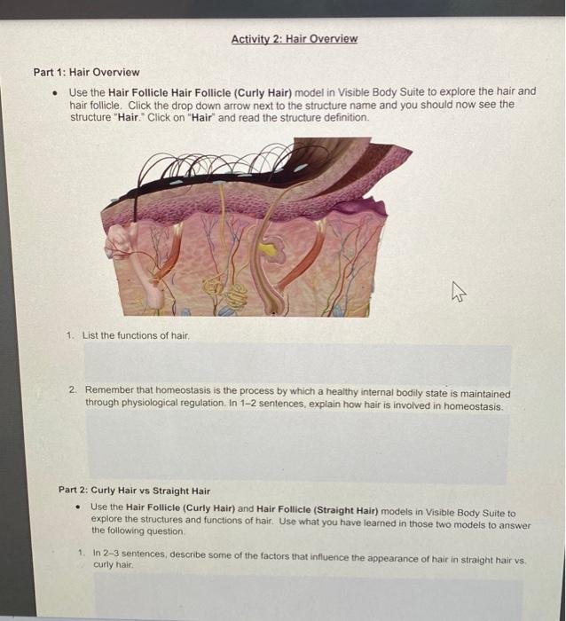 Solved Part 1: Skin Overview - Watch the Function of Skin | Chegg.com