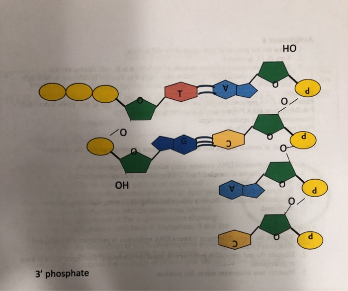 Solved 2. Using the following DNA template or draw your own, | Chegg.com