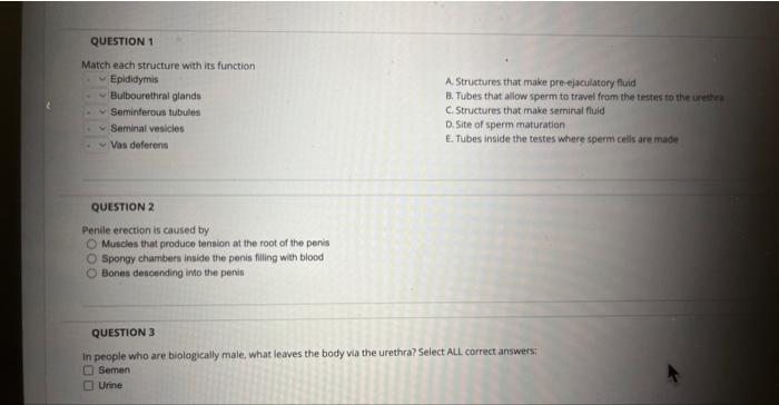 Solved Match each structure with its function Epldidymis A. | Chegg.com