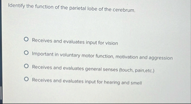 Solved Identify the function of the parietal lobe of the | Chegg.com